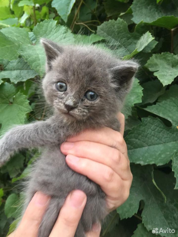 Котёнок