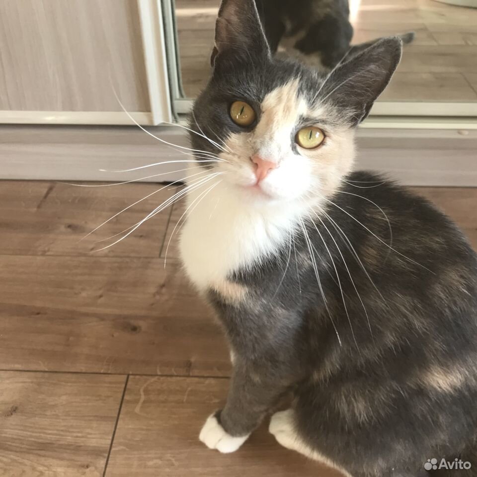 Мусенька в добрые руки