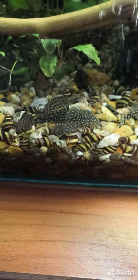 Сомики анцитруса