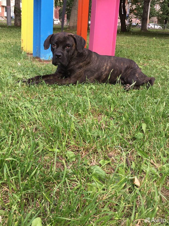 Итальянский Кане Корсо парень черно тигровый