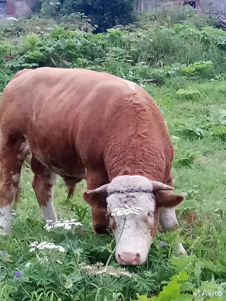 Бык породы Сементал плюс герефорд возраст 1,9 анал