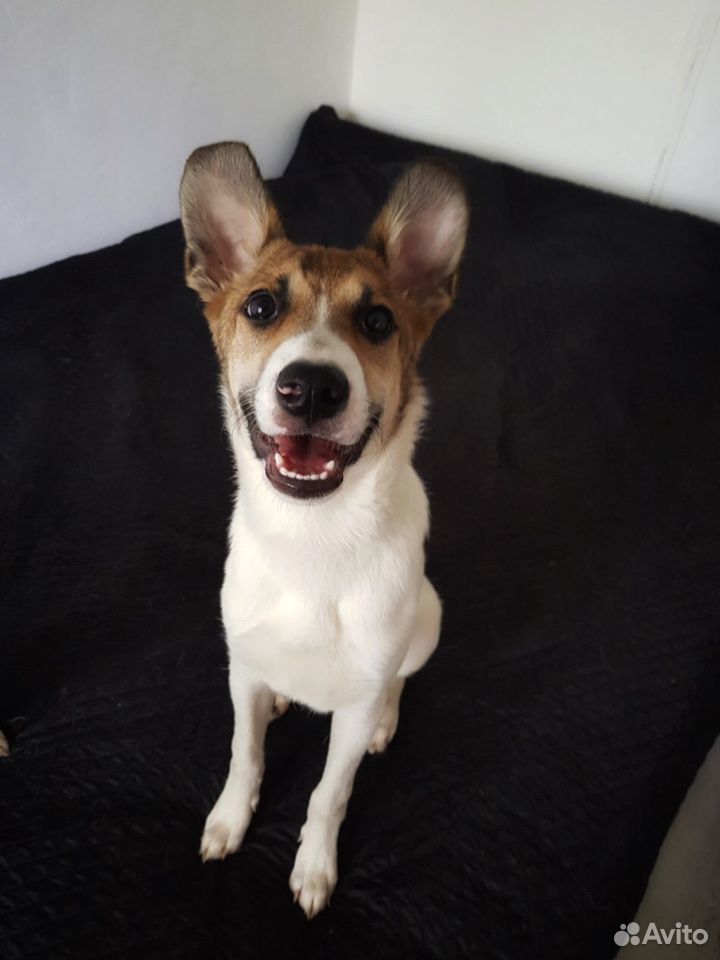 Ронни ищет свою семью