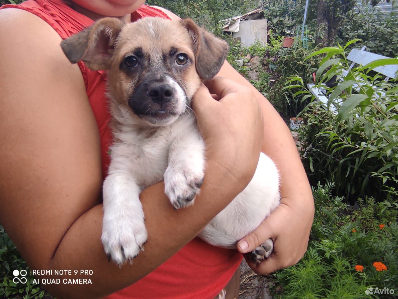 Ищет дом щенок мелкой собачки Бучик