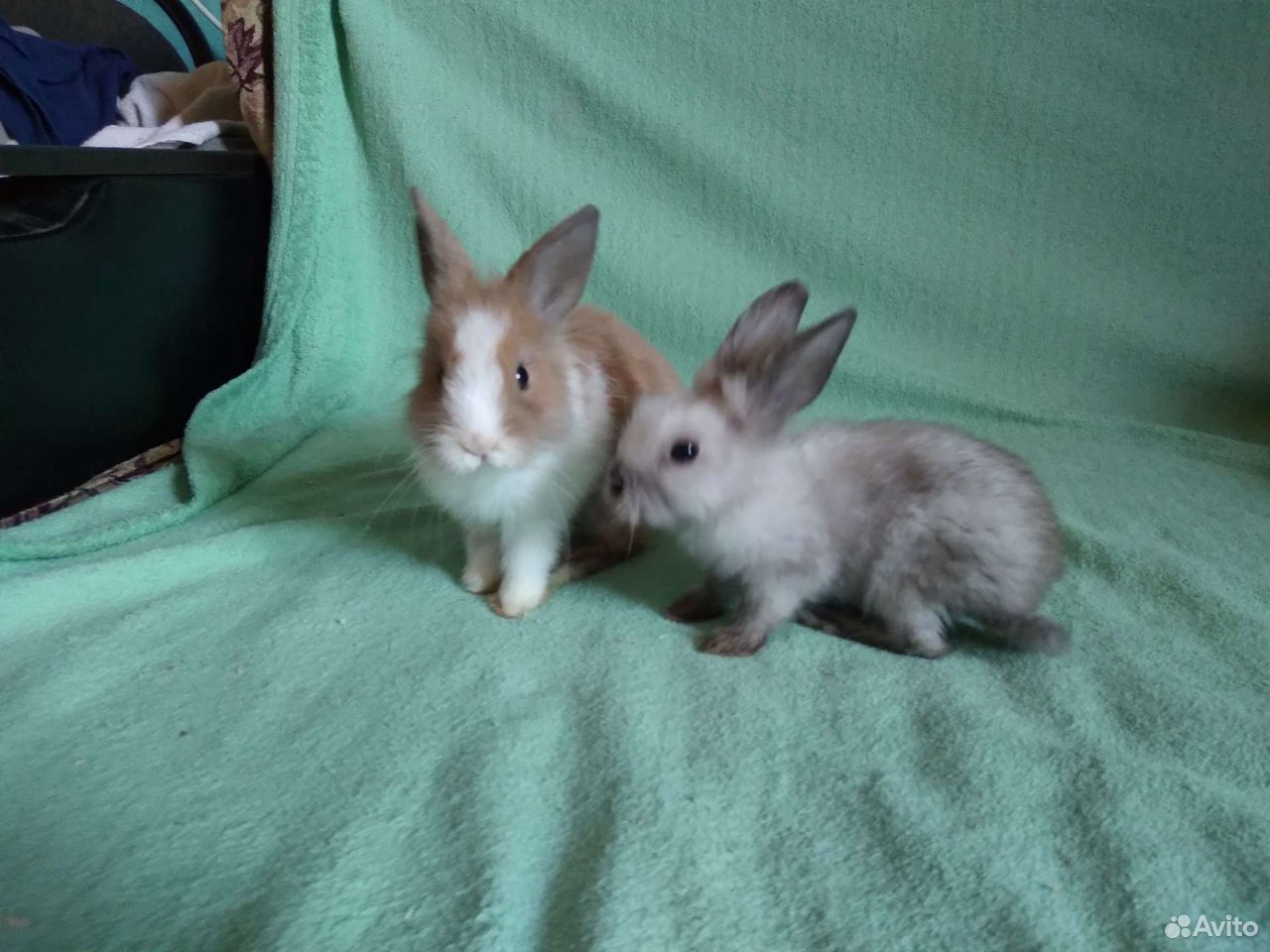 Ручные зайки