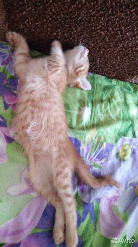 Рыженький котенок