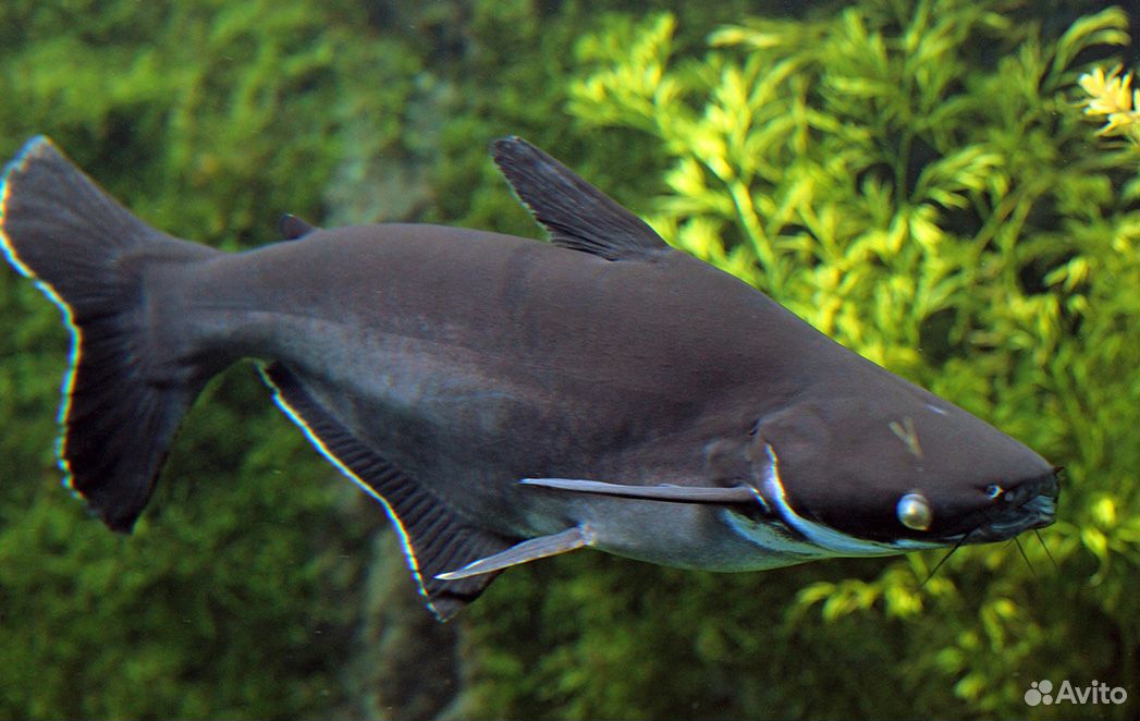 Акулий сом 50 см длиной (отдам)
