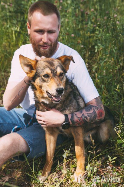 Собака-радость в добрые руки