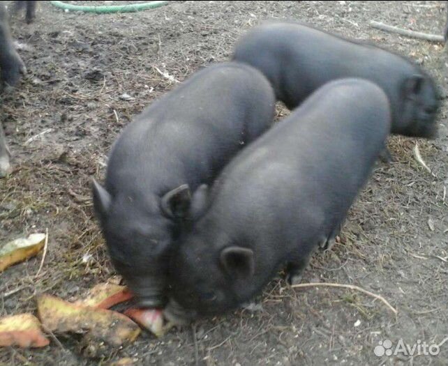 Вьетнамский хряк на племя