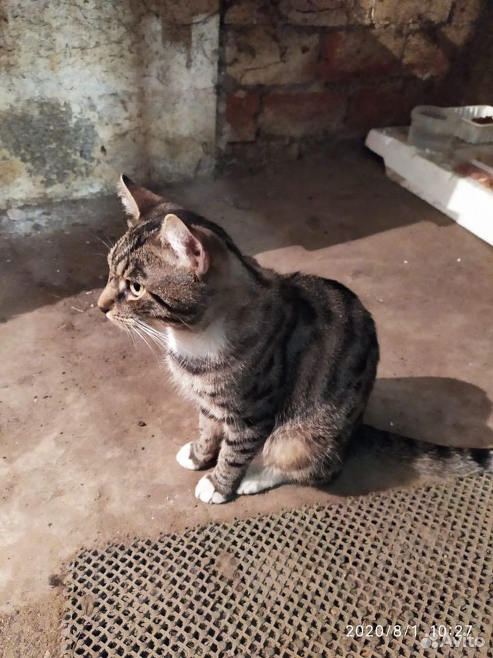 Коты в добыре руки
