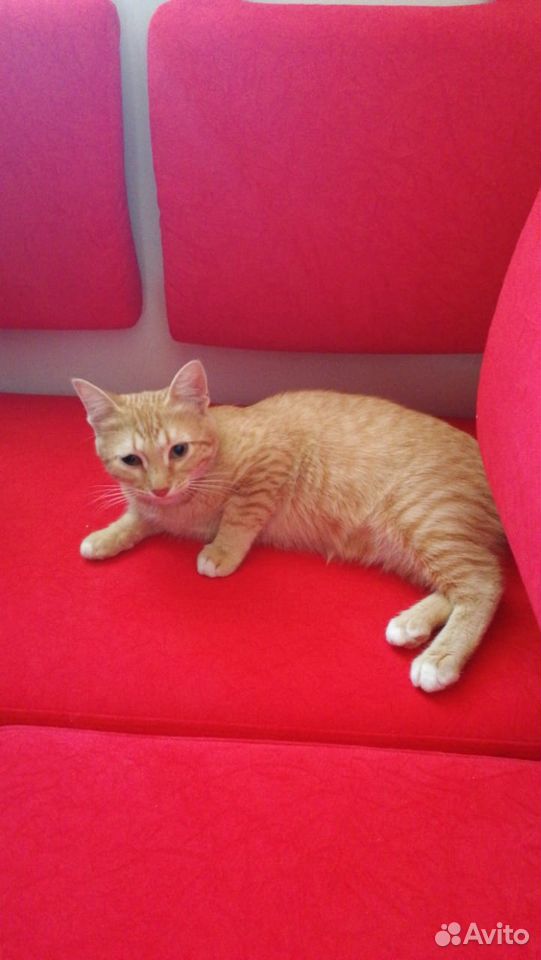 Рыжий кот