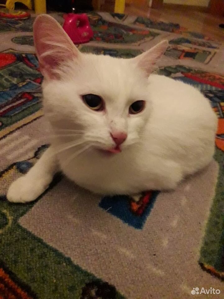 Кошечка ищет кота (для вязки, спаривания)