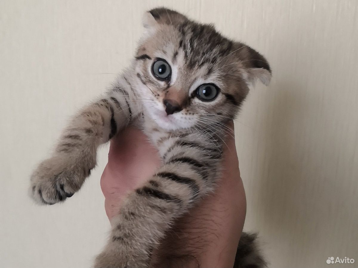 Котенок вислоухий шотландский мраморный