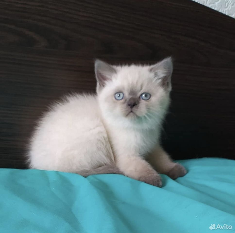 Тайский котёнок