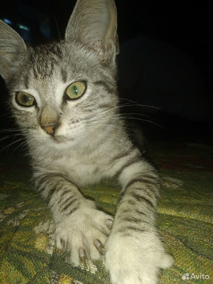 Кот, 3 месесяца