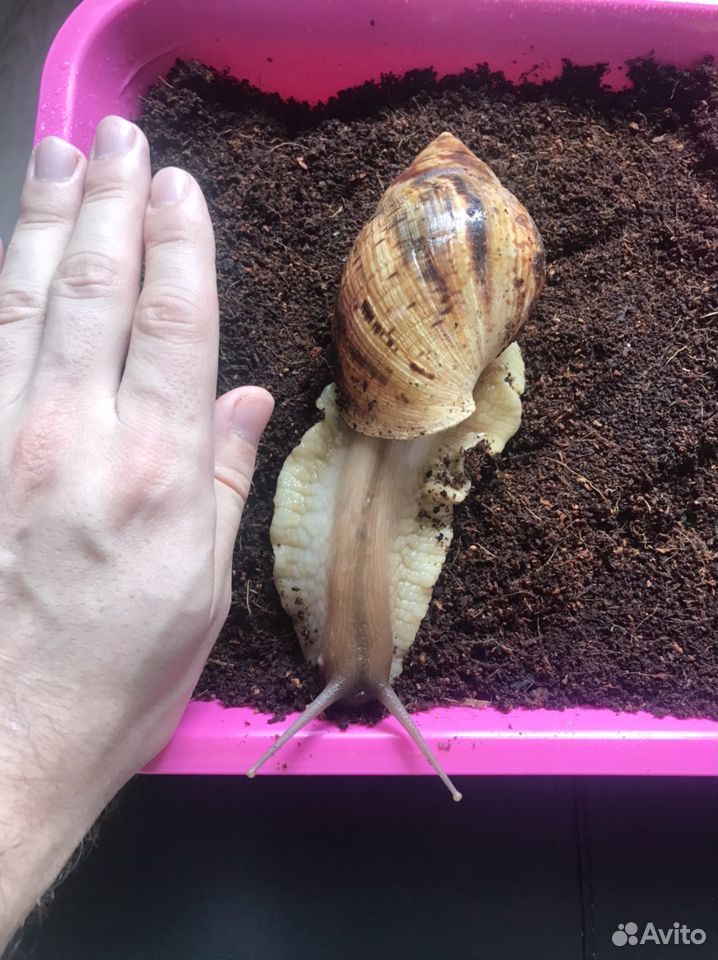 Улитка ахатина вместе с террариумом