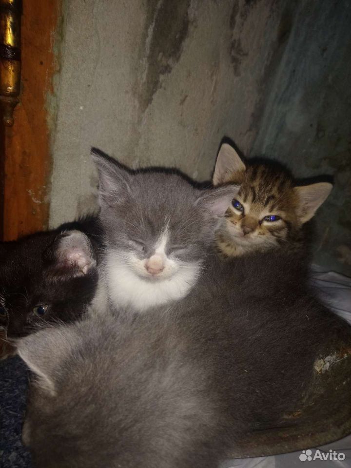 Отдам котят