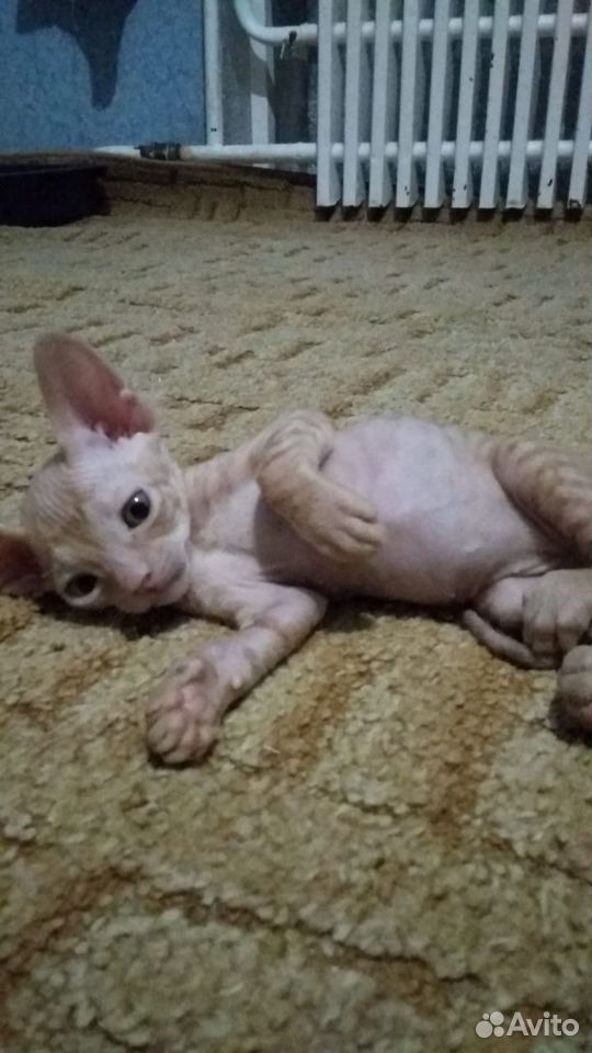 Котенок сфинкс 1400,мальчик