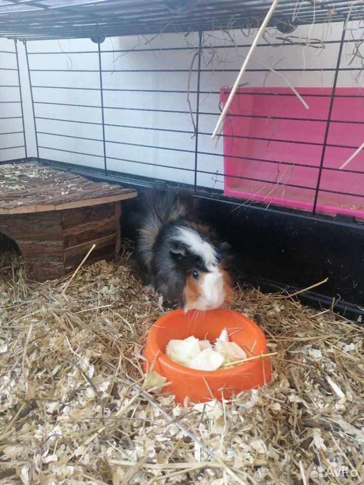 Абессинская морская свинка