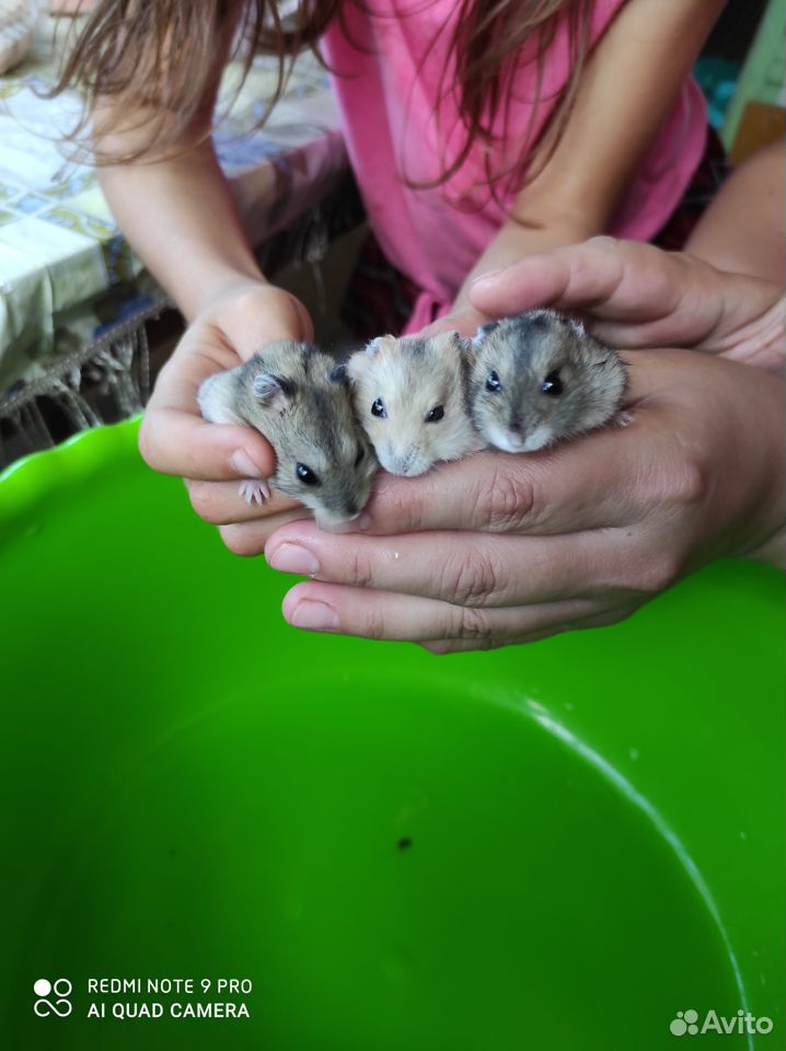 Джунгарский хомяк