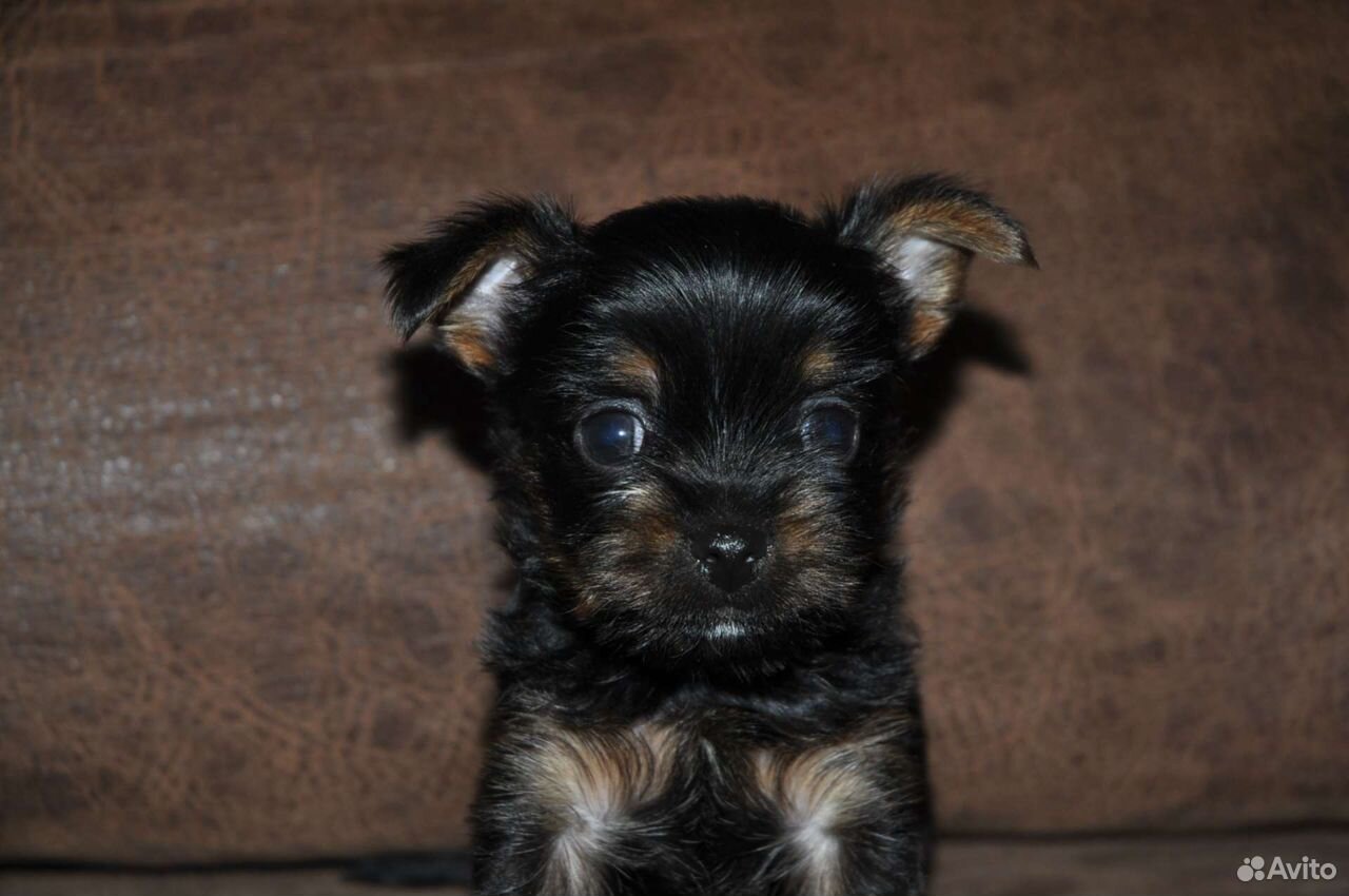 Йоркширский терьер