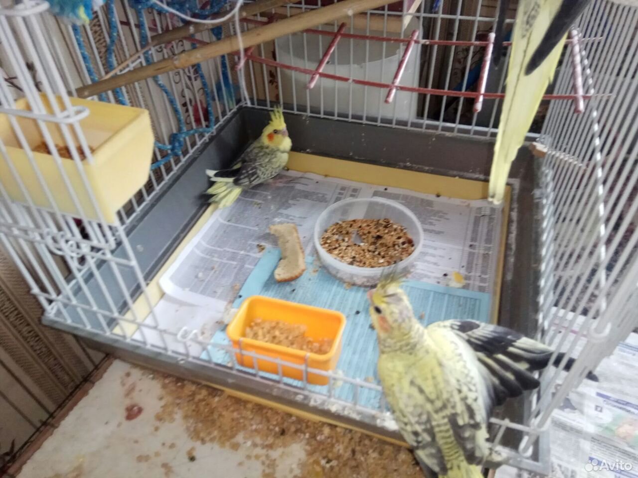 Птенцы Корэллы