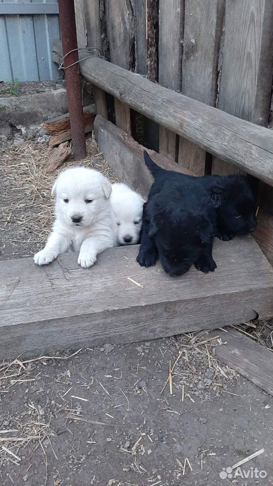 Щенки возраст 1 месяц