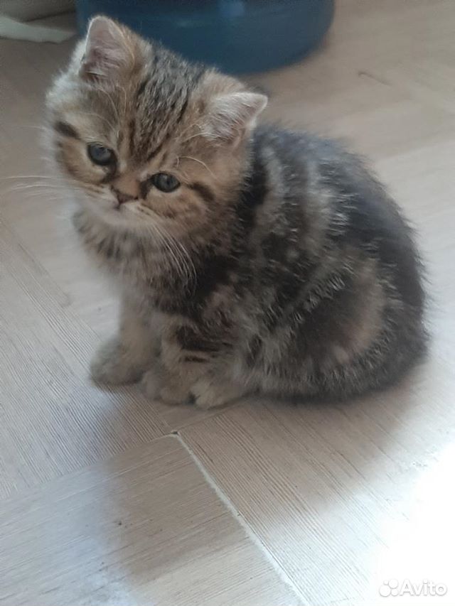 Котенок Шотландец