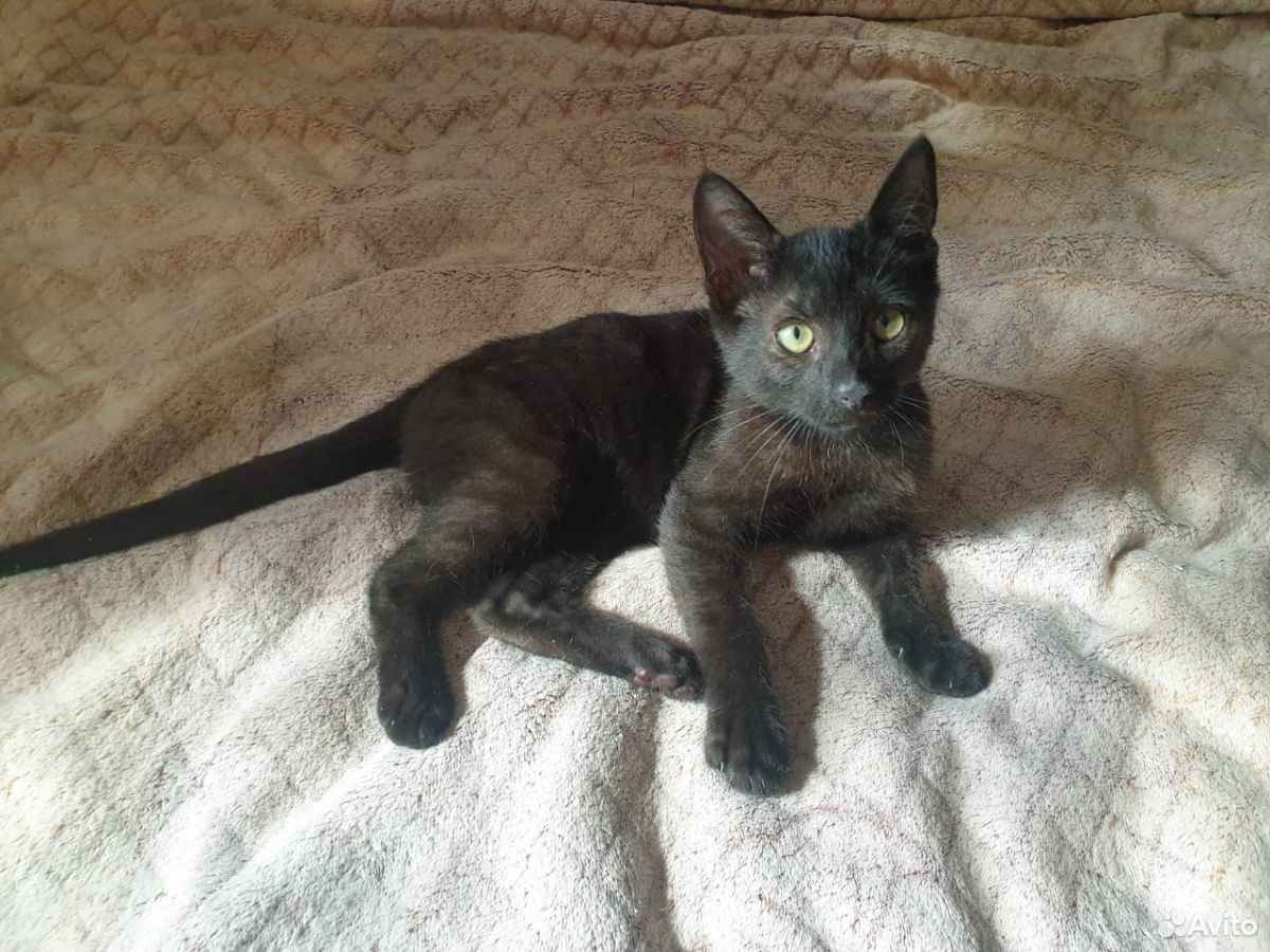 Котенок в добрые руки