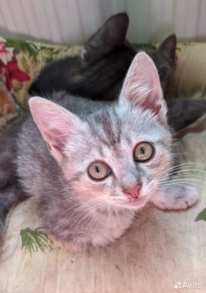 Котенок