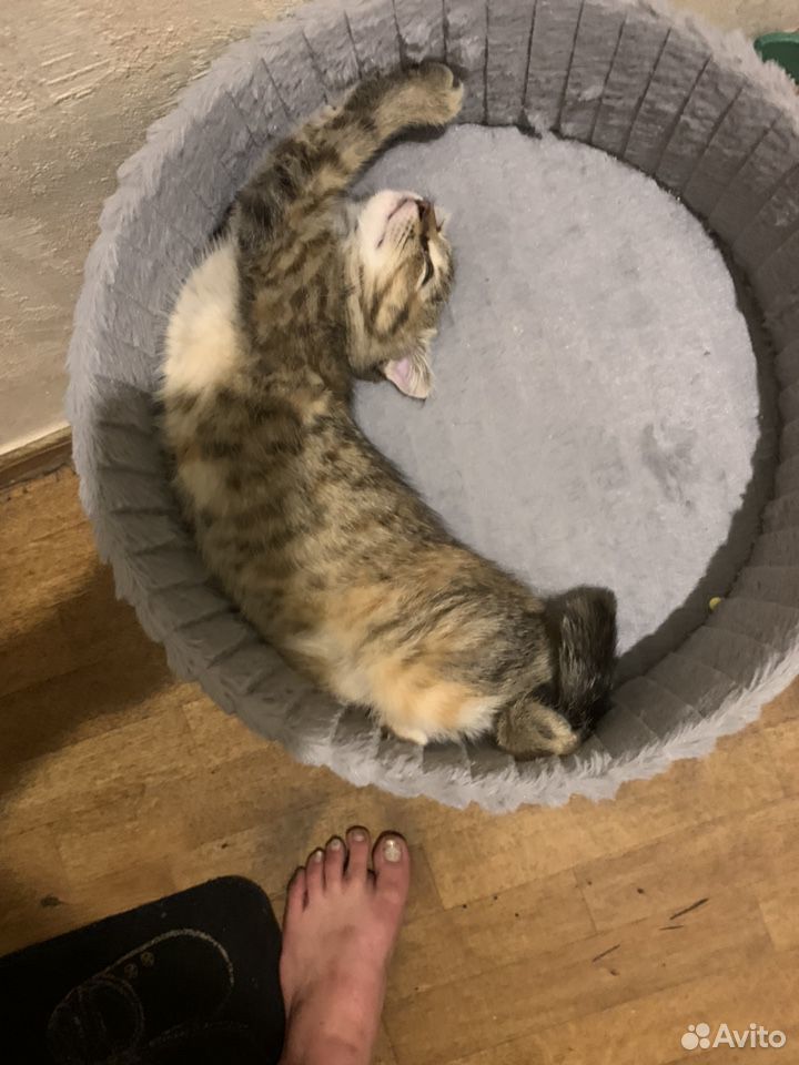 Котенок+кроватка+корм+наполнитель+миска