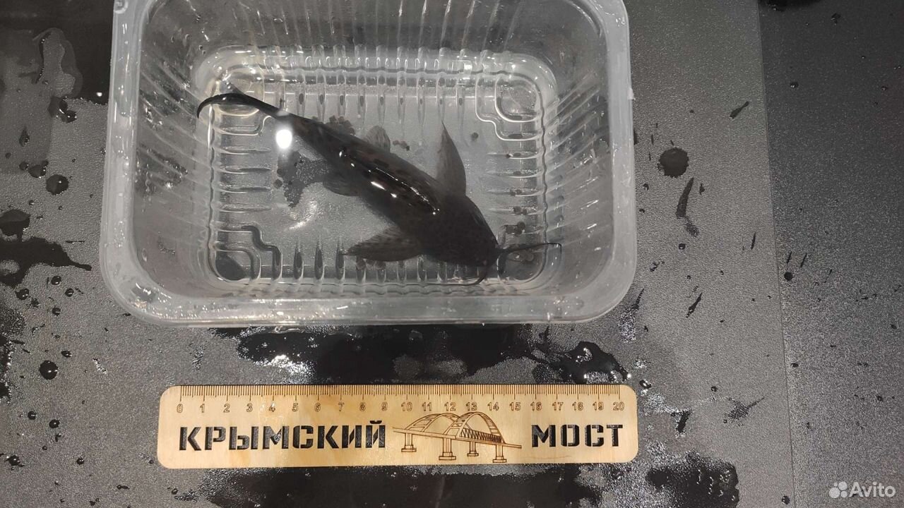 Синодонтис ангел