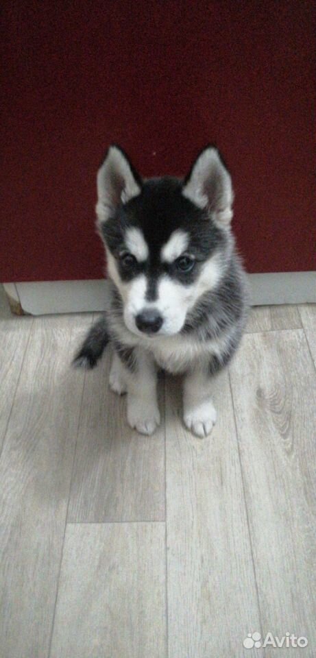 Сибирский хаски