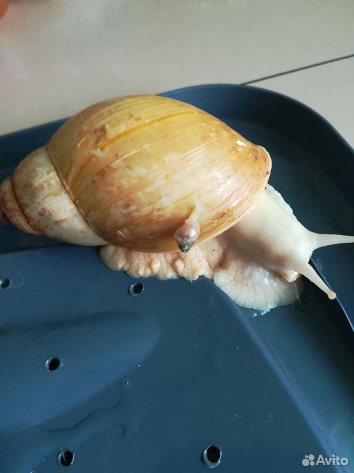 Улитка ахатины