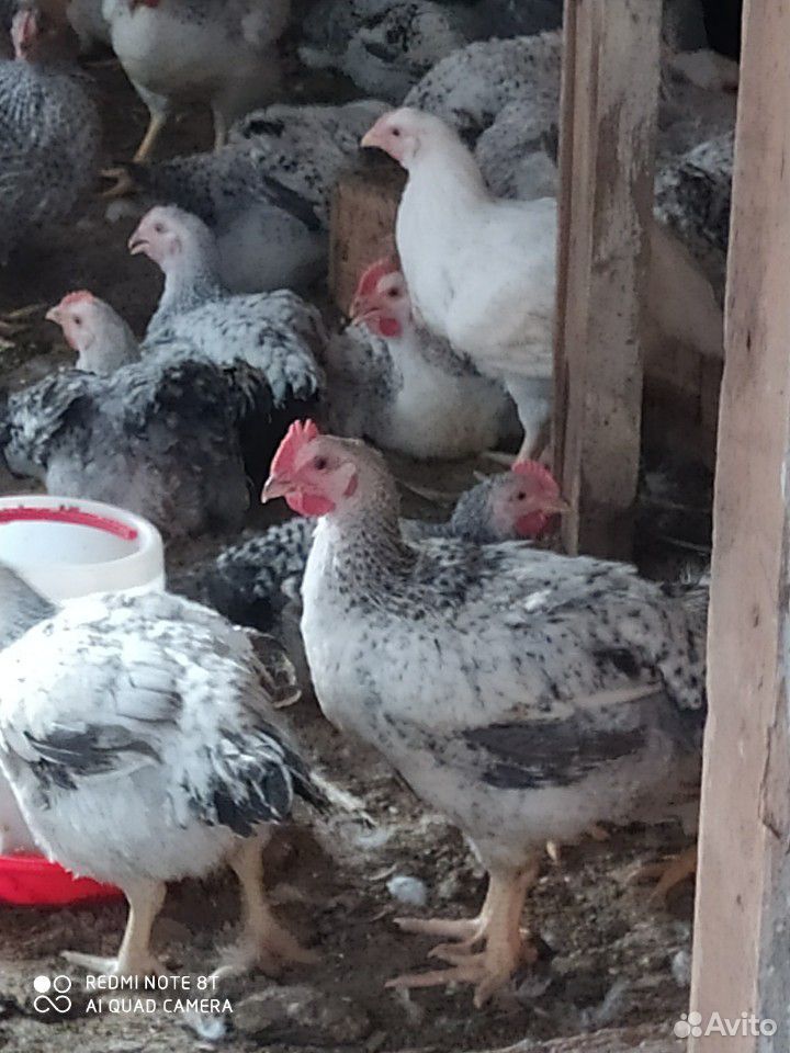 Мастер Грей. Курочки, петушки