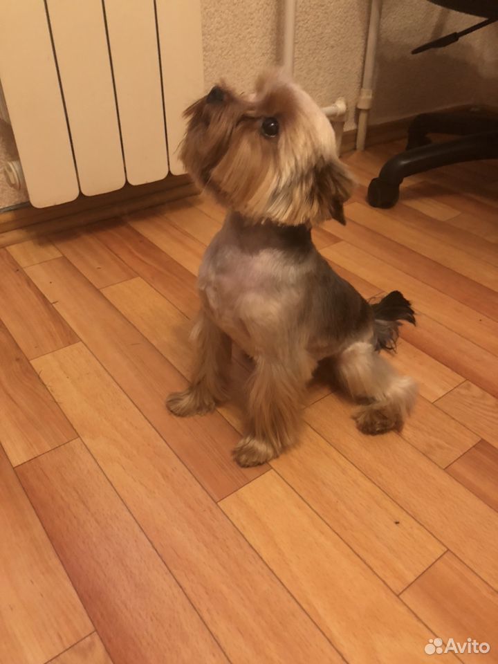 Йоркширский терьер