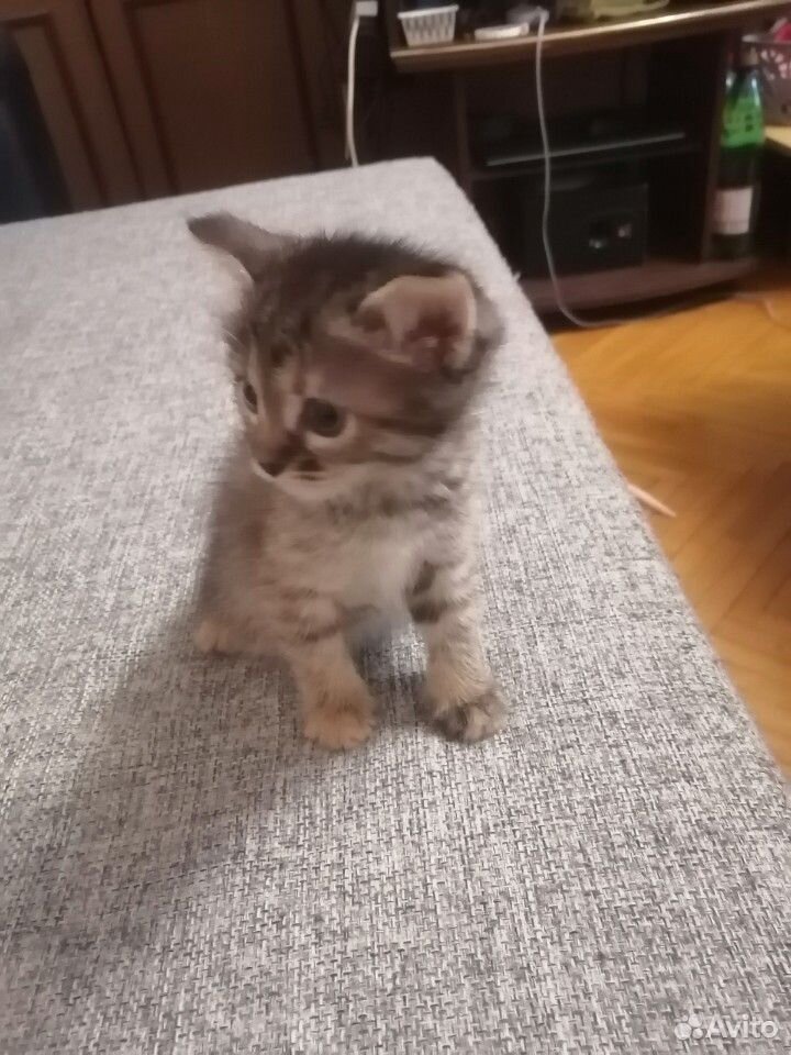 Кошка