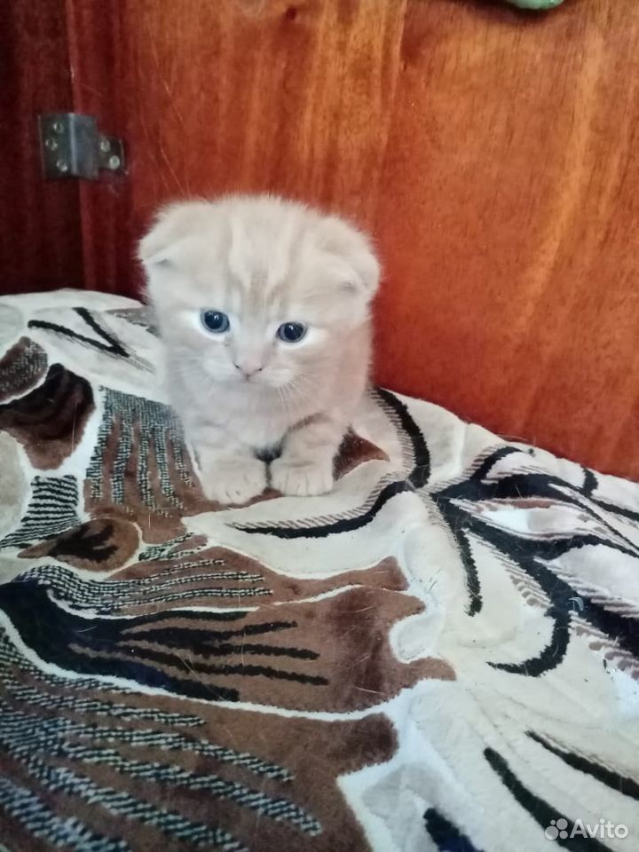 Шотландская