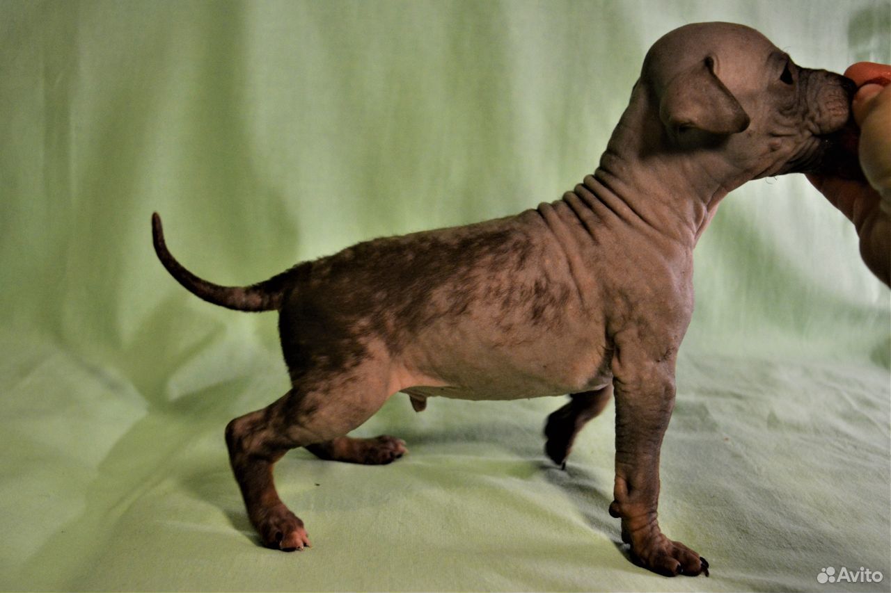 Голыши-малыши