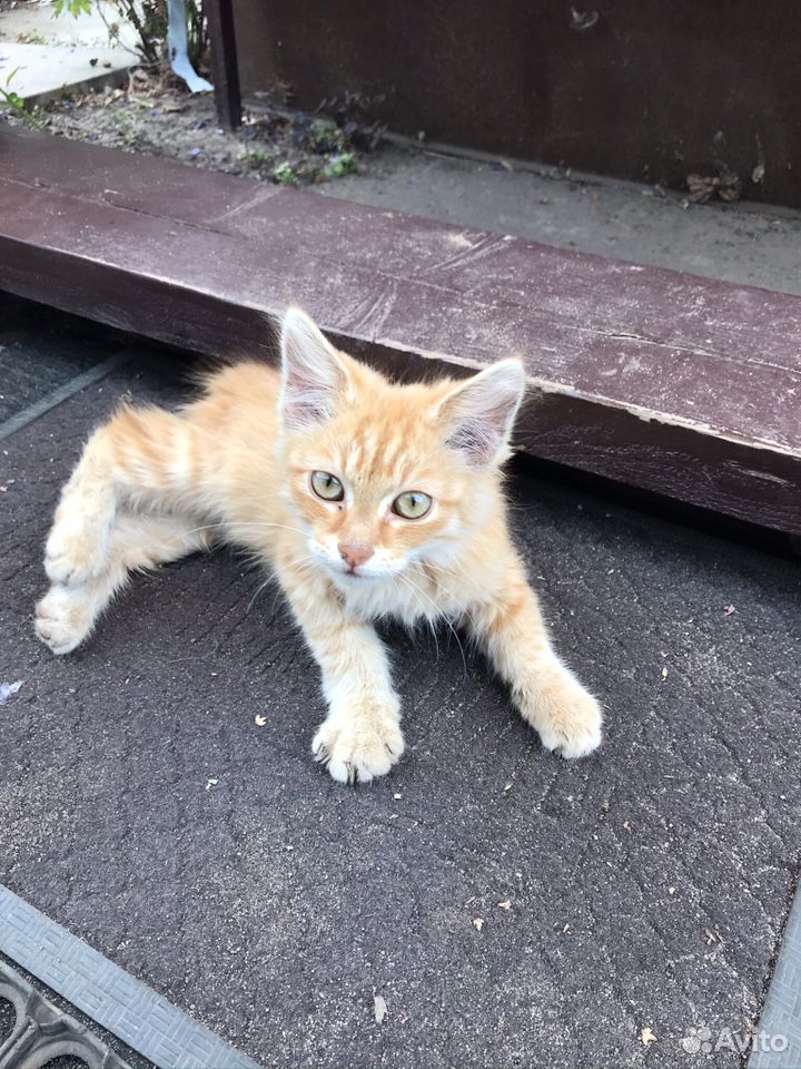 Котенок в добрые руки