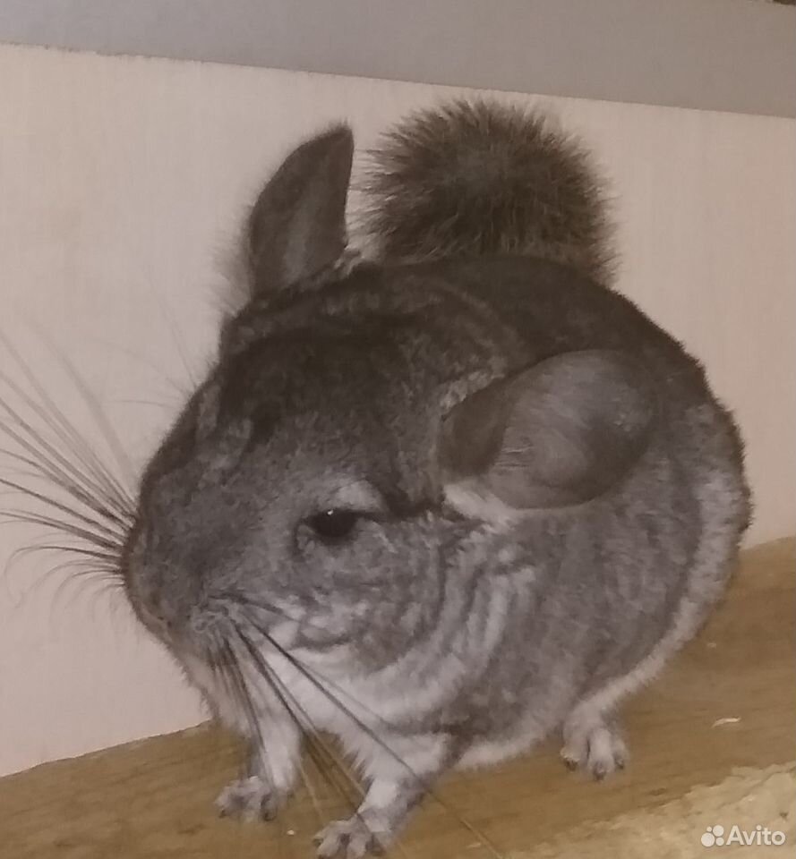 Шиншилл.6мес.мальчик