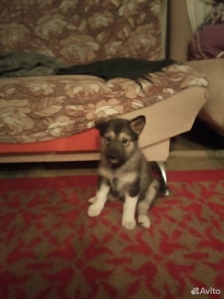 Метис маламут