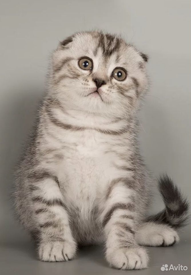 Котенок вислоухий Шотландец