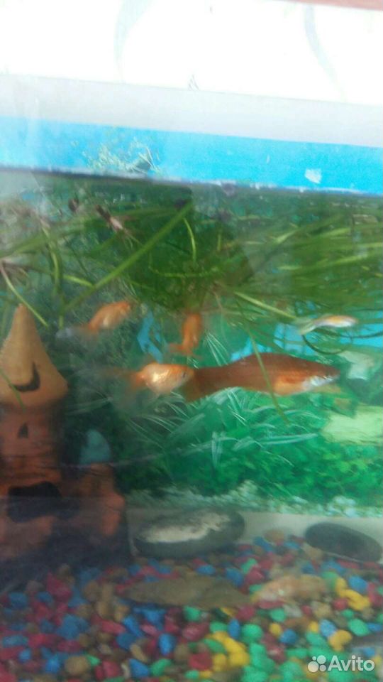 Аквариум 35л с рыбками