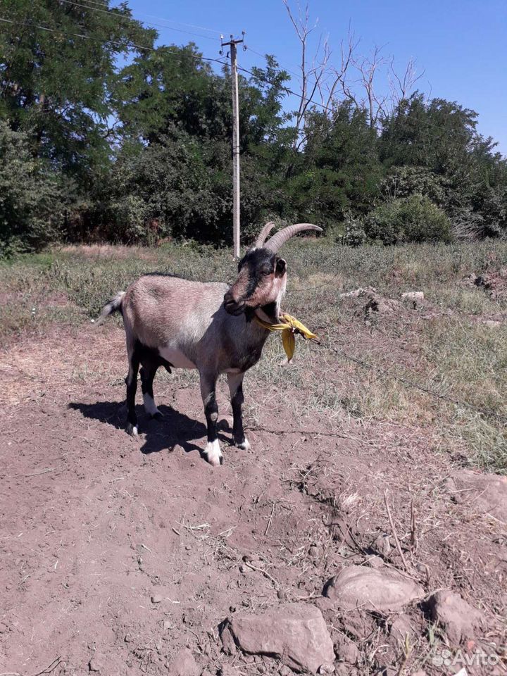 Коза и козлята