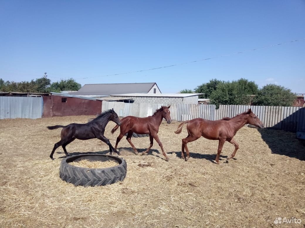 Английско-чистокровная порода лошадей
