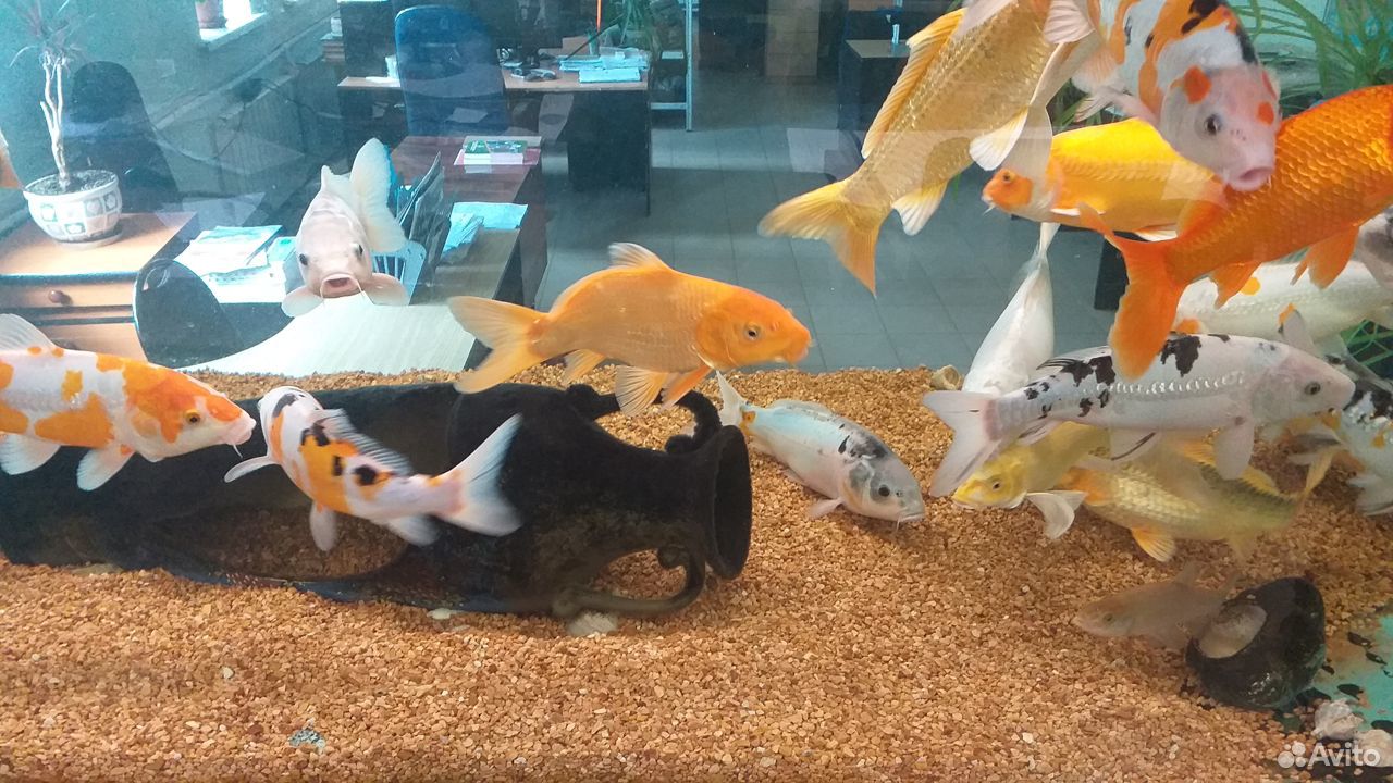 Карпы Кои, кометы