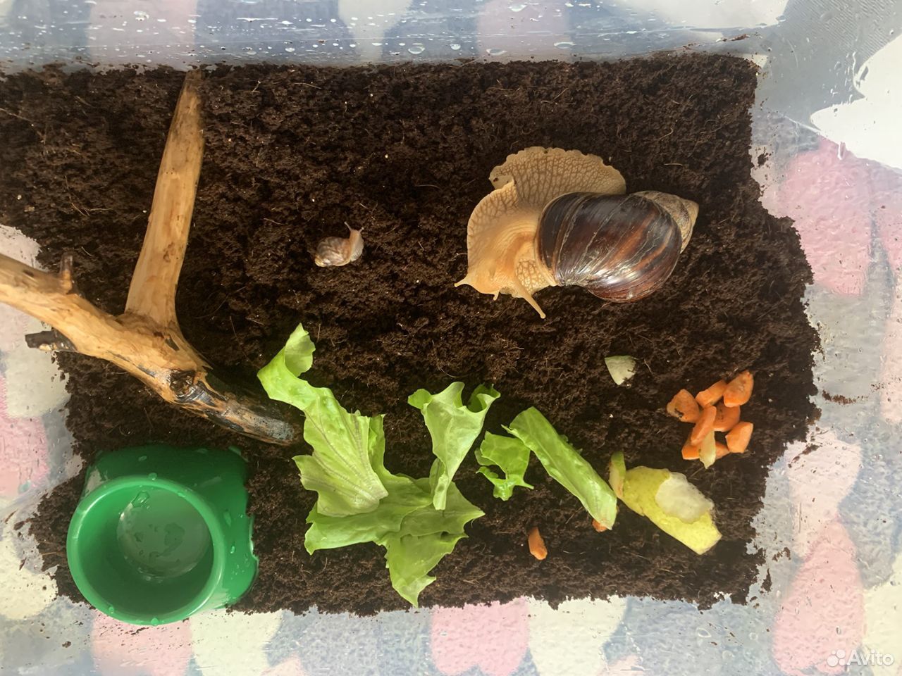 Улитки ахитина