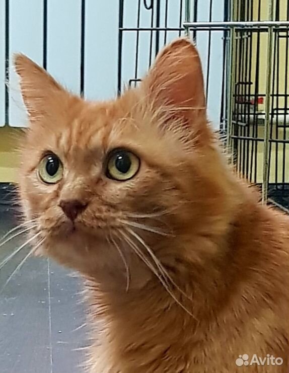 Кот Гарфилд в добрые руки