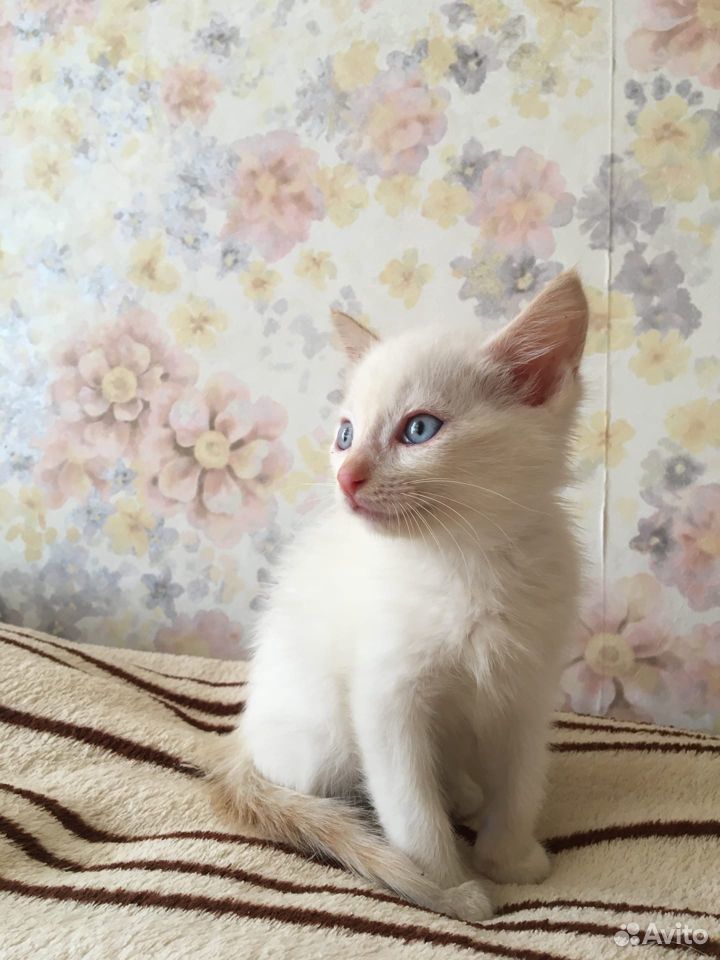 Голубоглазый Котёнок. девочка