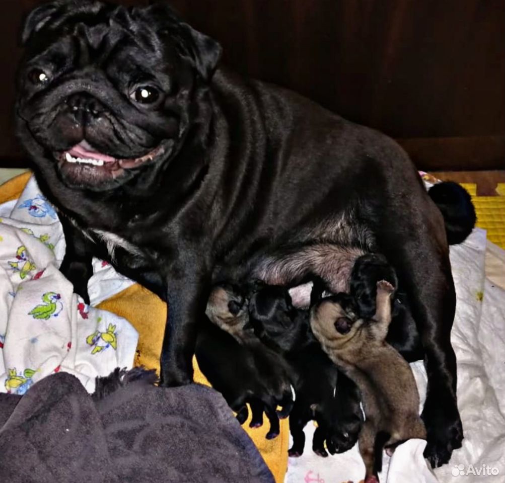 Мопс чудесные щенки